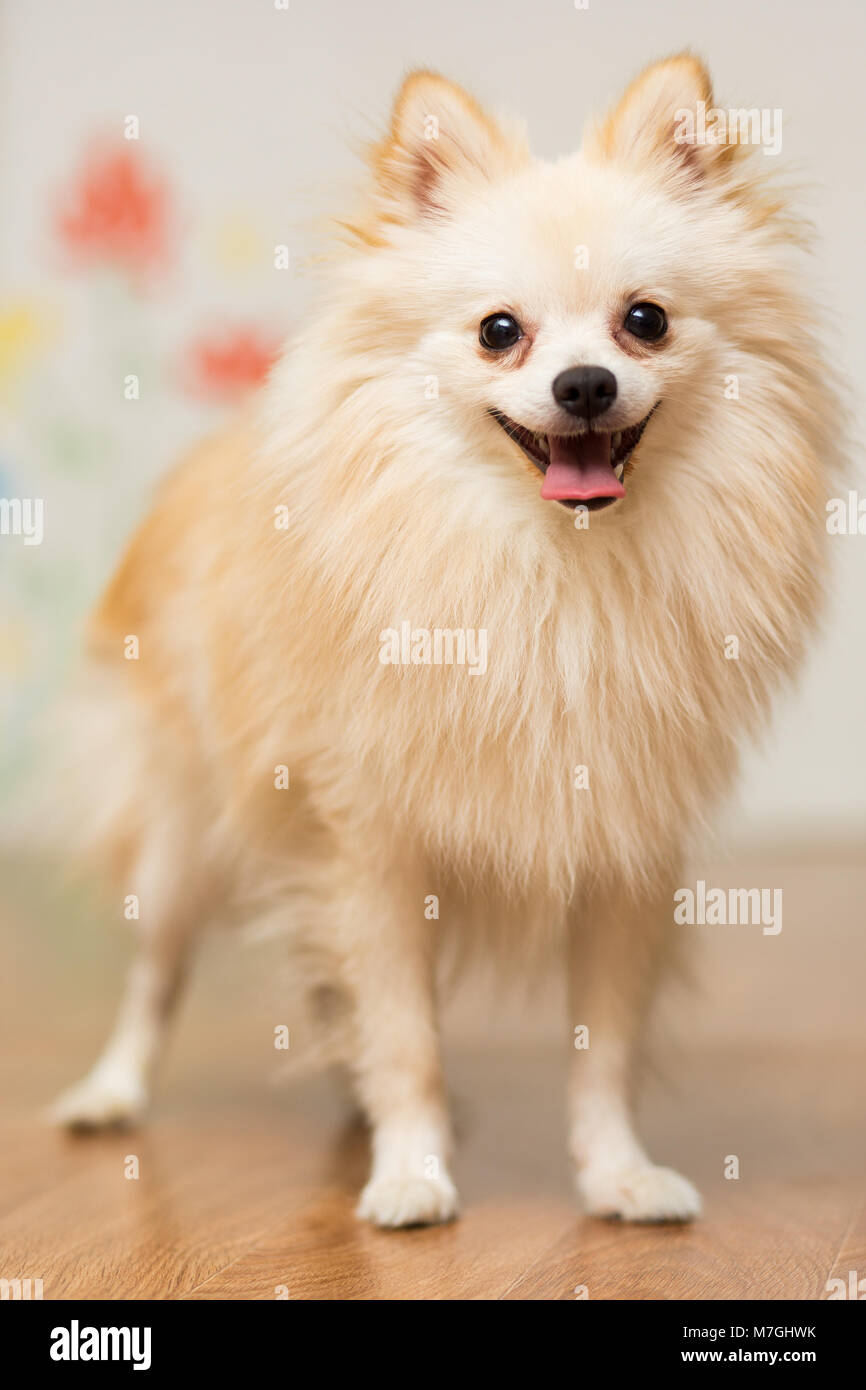 Dog breeds German Spitz beige color stands on the floor Stock Photo - Alamy