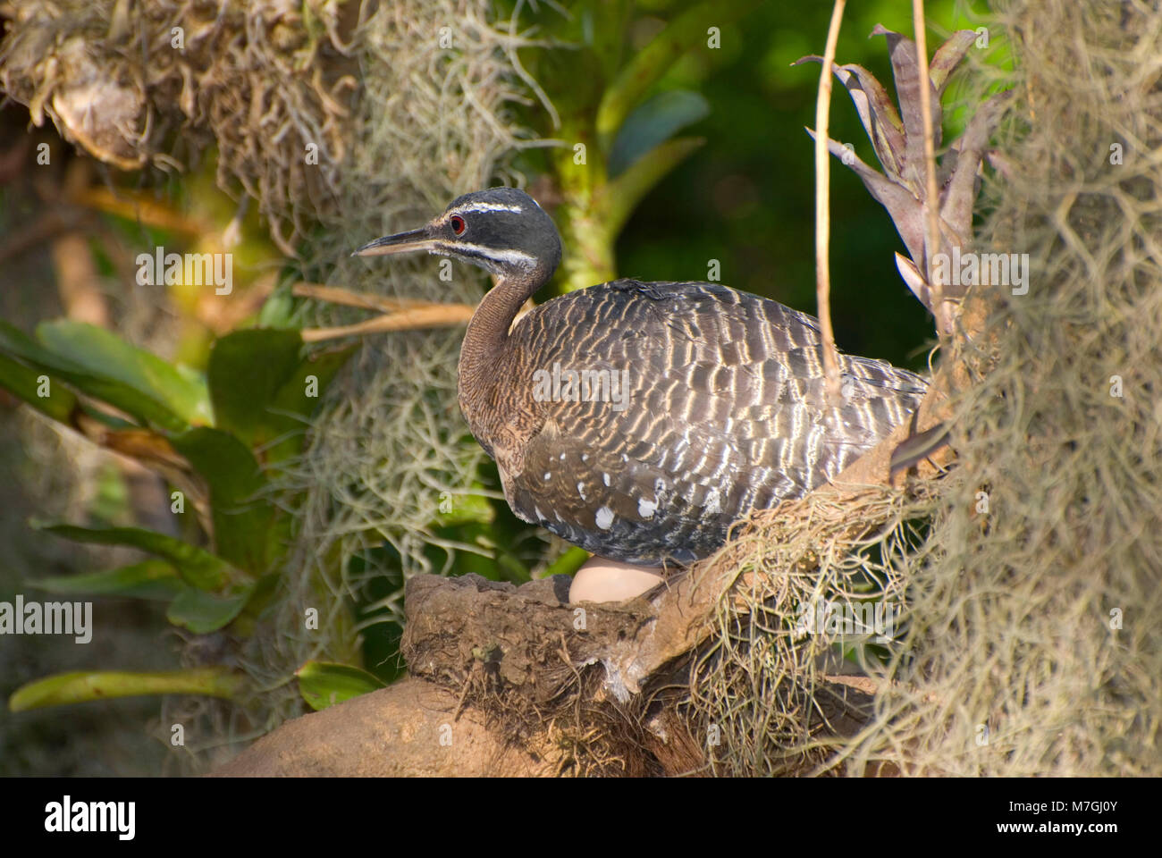 Greater sunbittern (Eurypyga helias) on nest, Hummingbird Aviary, San ...