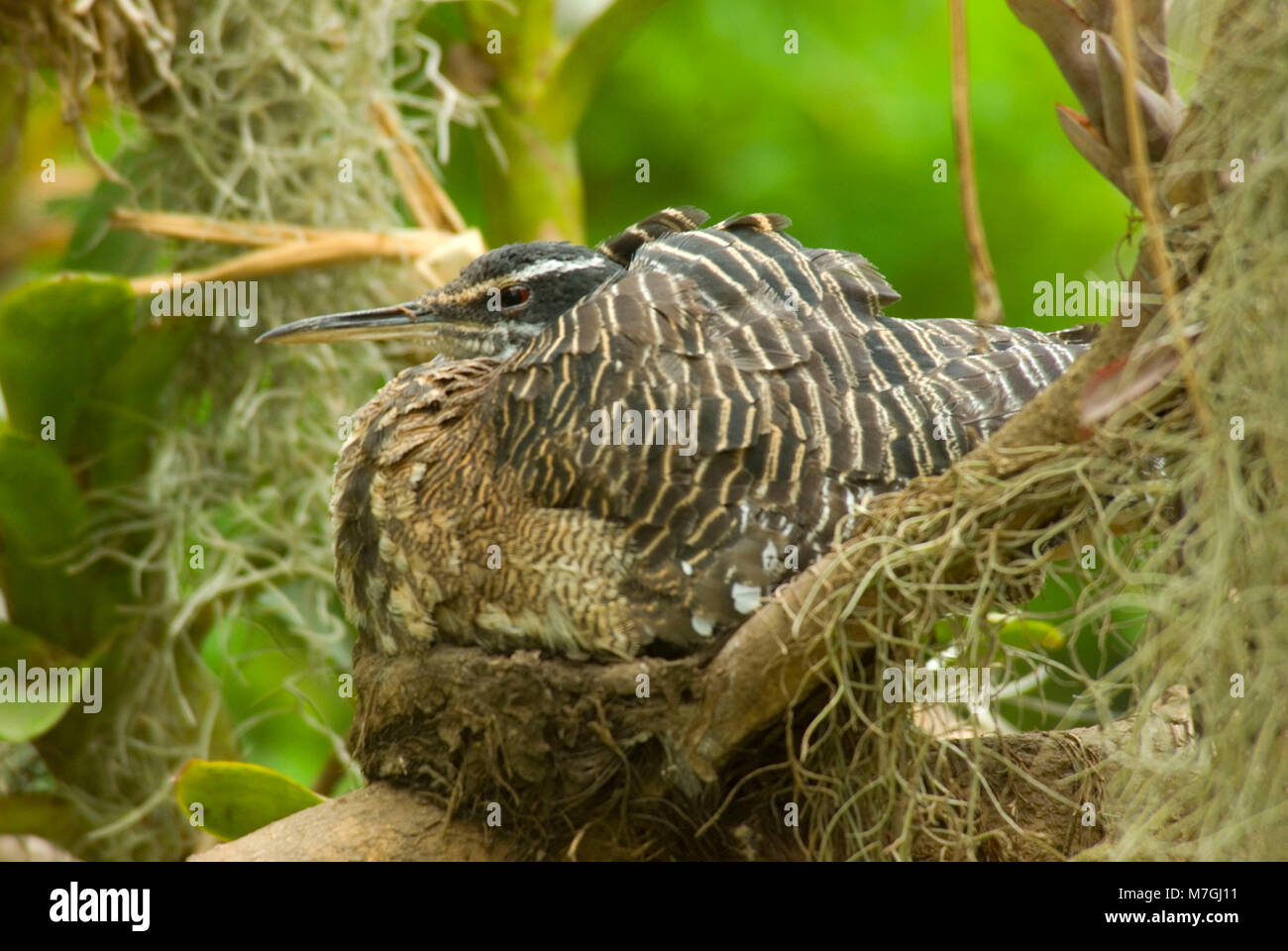 Greater sunbittern (Eurypyga helias) on nest, Hummingbird Aviary, San ...