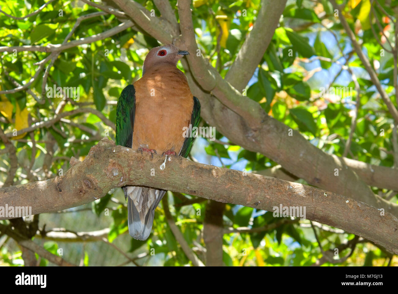 Parker aviary san diego zoo hi-res stock photography and images - Alamy
