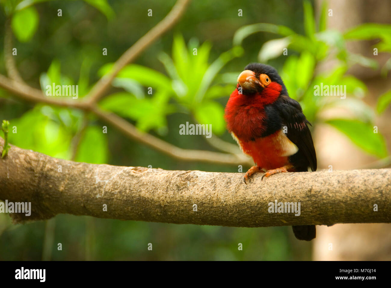 Bearded barbet (Lybius dubius), Scripps Aviary, San Diego Zoo, Balboa ...