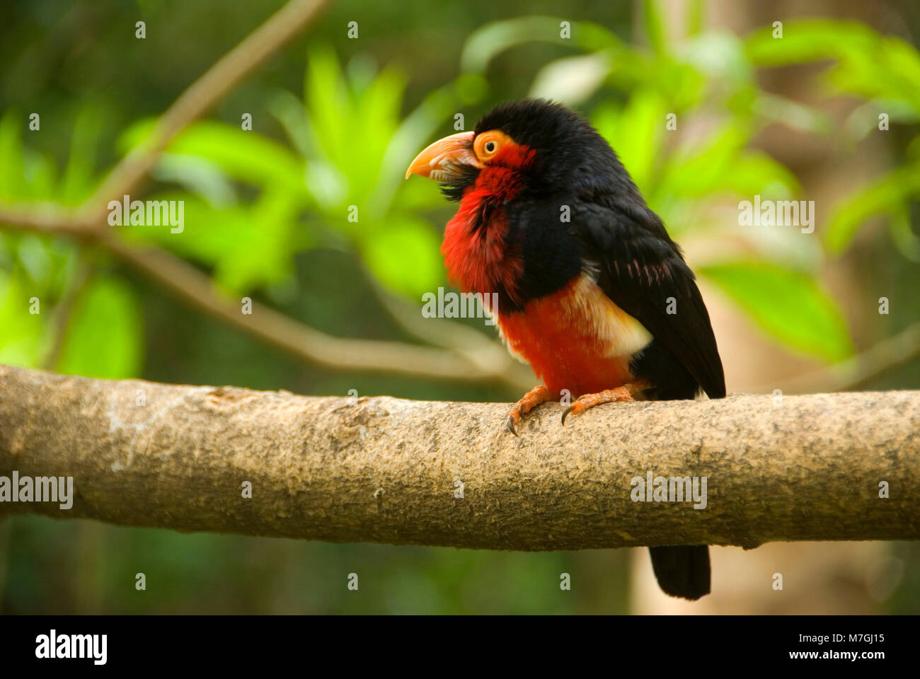 Bearded barbet (Lybius dubius), Scripps Aviary, San Diego Zoo, Balboa ...