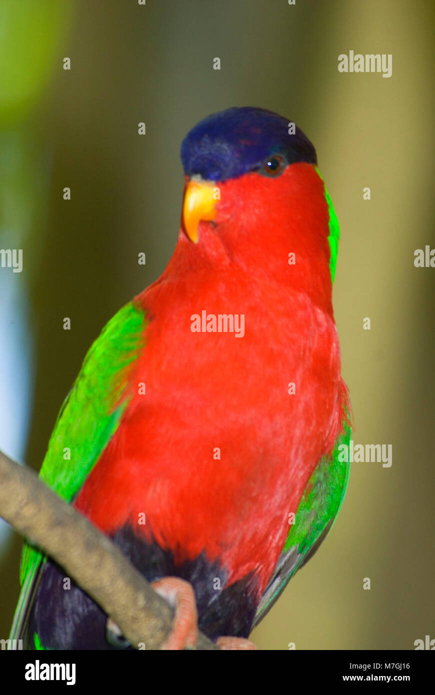 Parrot, Owens Aviary, San Diego Zoo, Balboa Park, San Diego, California ...