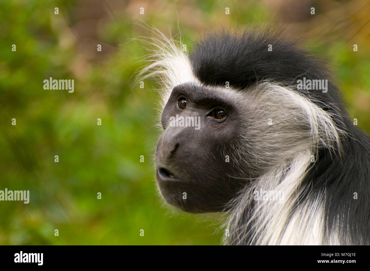 CA00639 Eastern Angolan Colobus (Colobus angolensis), San Diego Zoo ...
