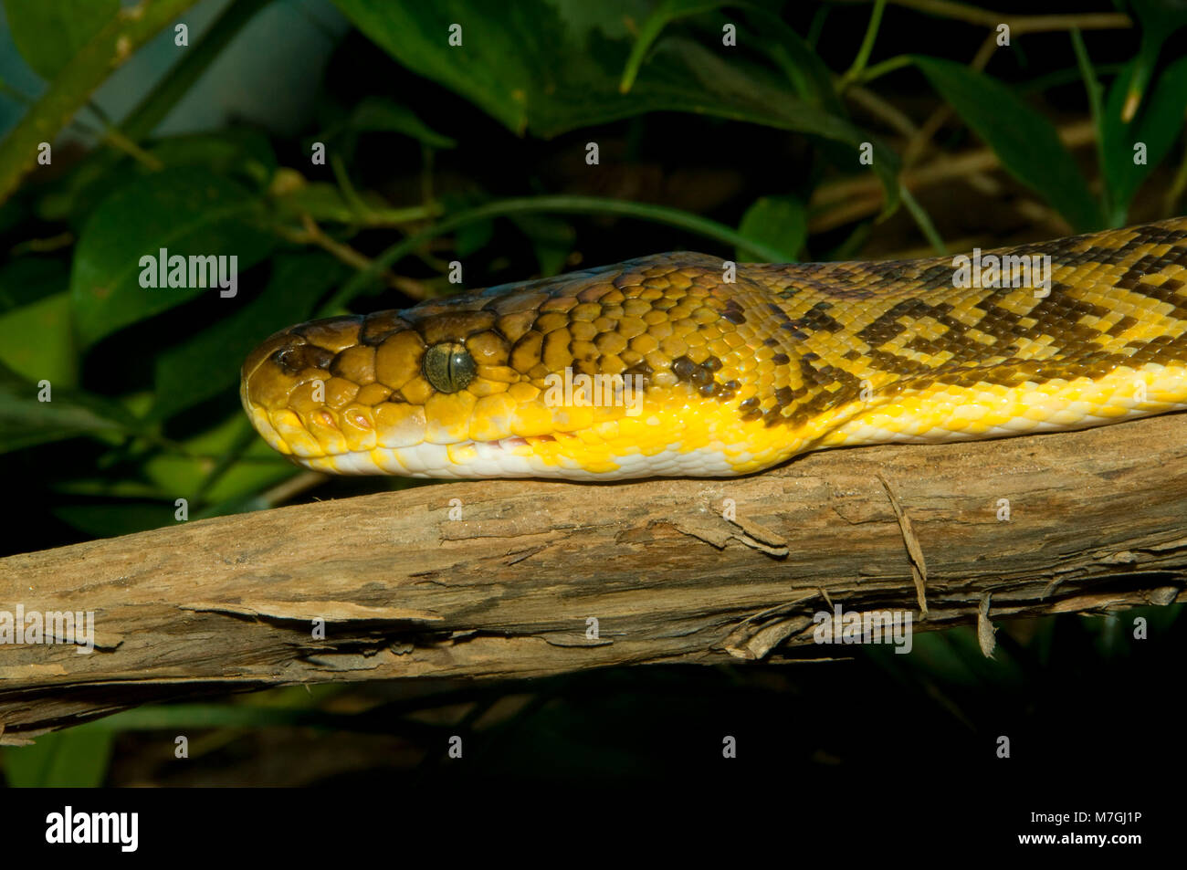 Timorensis hi-res stock photography and images - Alamy