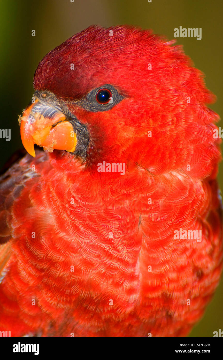 Cardinal lory (Chalcopsitta cardinalis), San Diego Zoo, Balboa Park ...