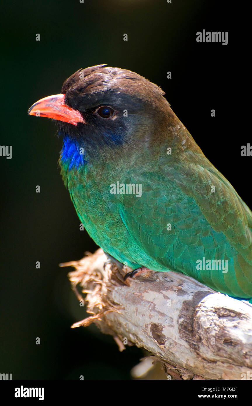 Easter broad-billed roller (Eurystomus orientalis), San Diego Zoo ...