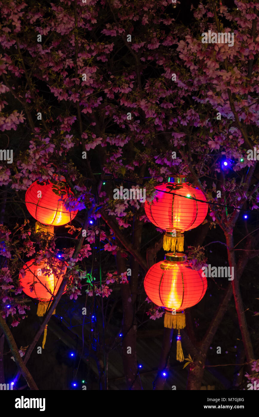 Red Chinese lanterns hanging in tree Stock Photo - Alamy
