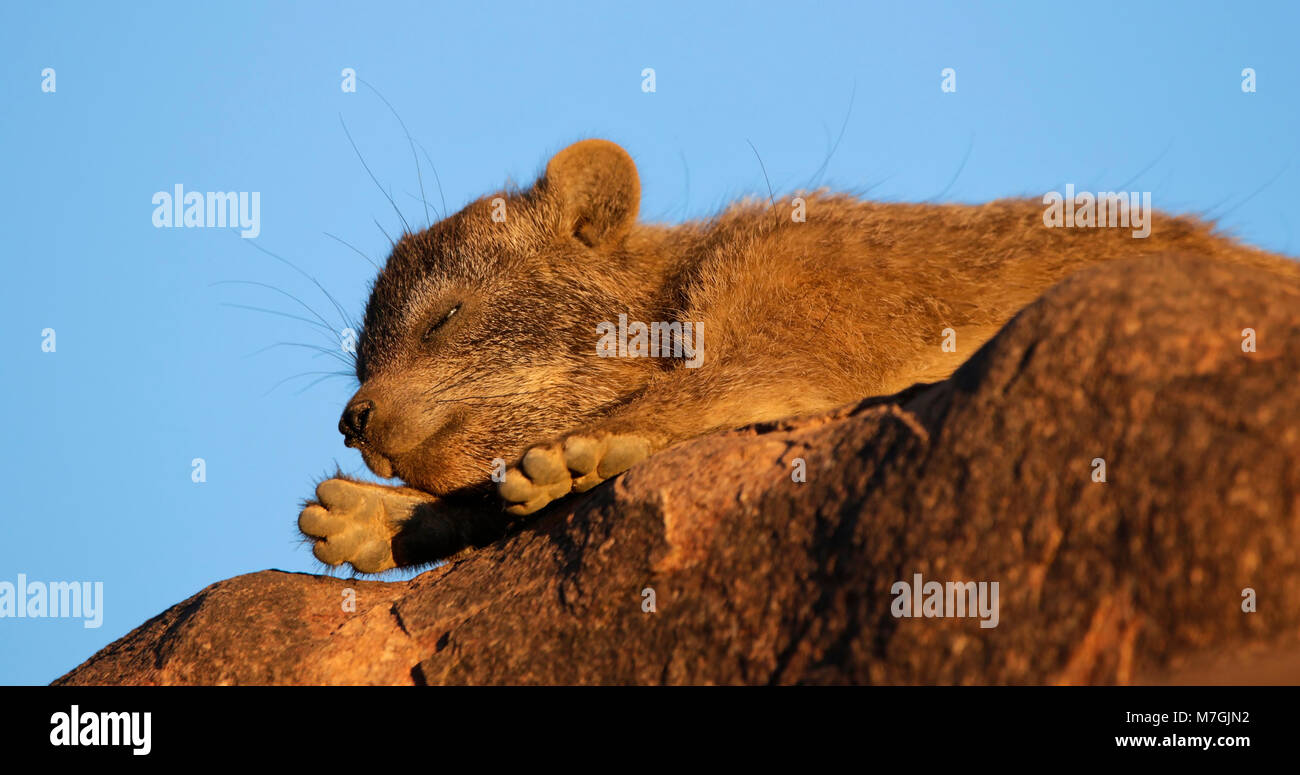 Dassie sleeping on rock hi-res stock photography and images - Alamy