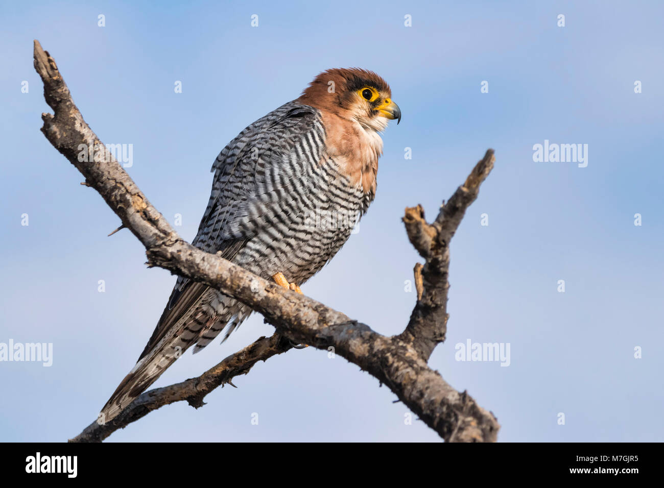Red necked falcon hi-res stock photography and images - Alamy