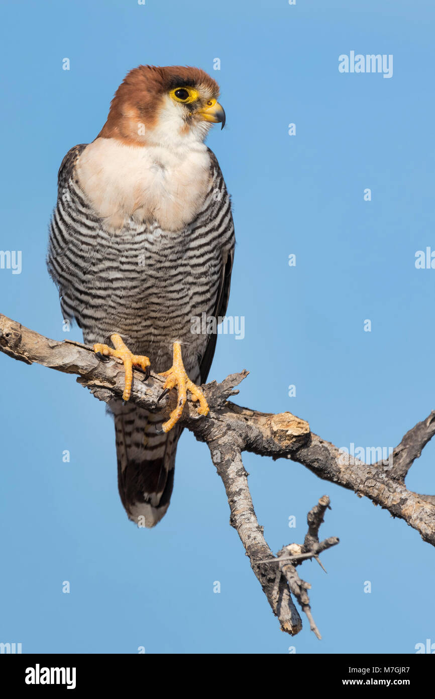 Red necked falcon hi-res stock photography and images - Alamy
