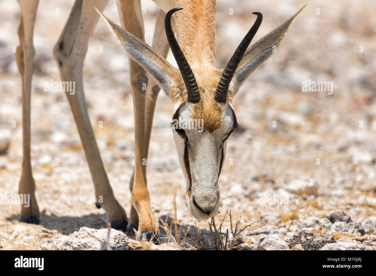 Springbok head hi-res stock photography and images - Alamy
