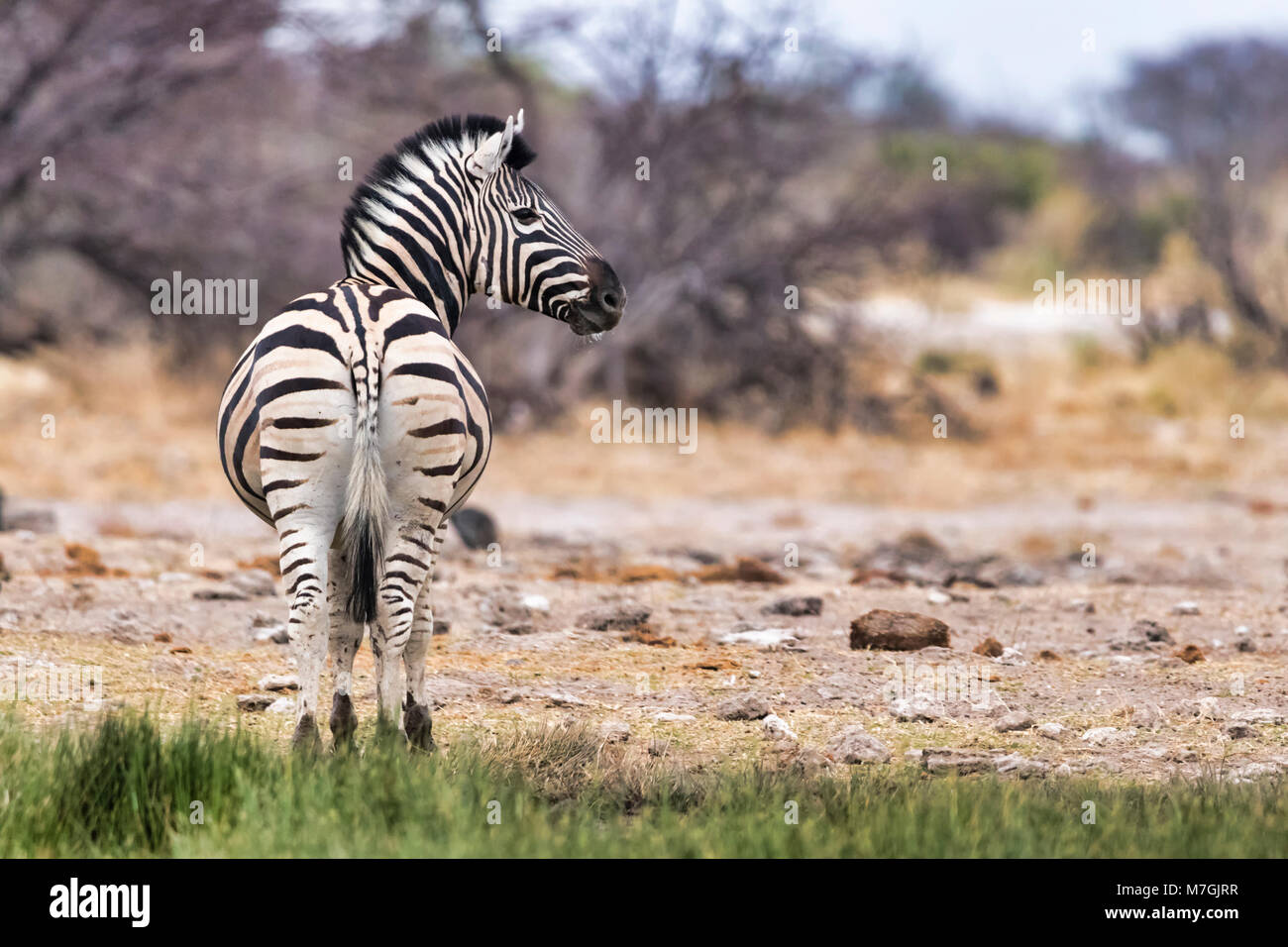 Zebra Looking back Stock Photo - Alamy