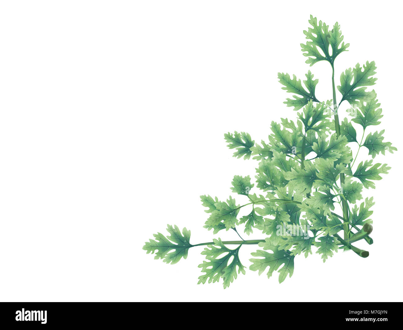 Parsley symbol hi-res stock photography and images - Alamy