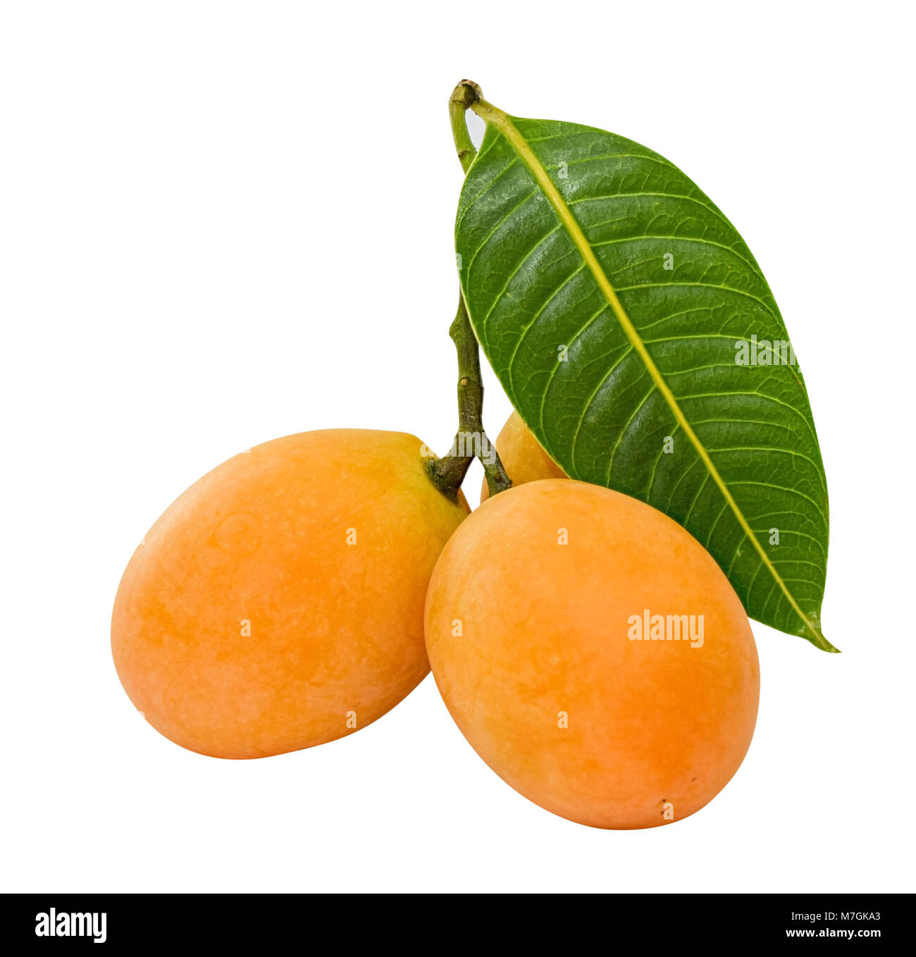 Mango Tango Plum