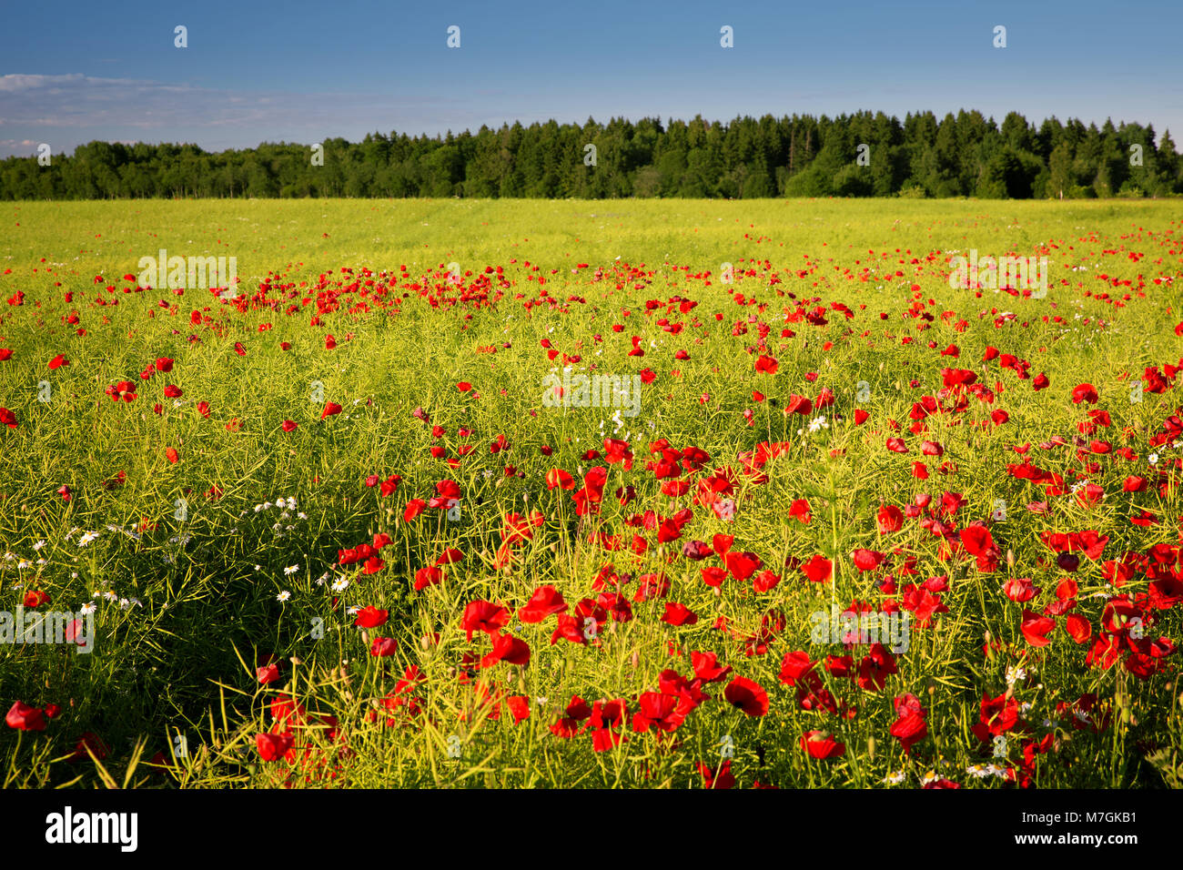 Beautiful poppy flowers on the field Stock Photo - Alamy