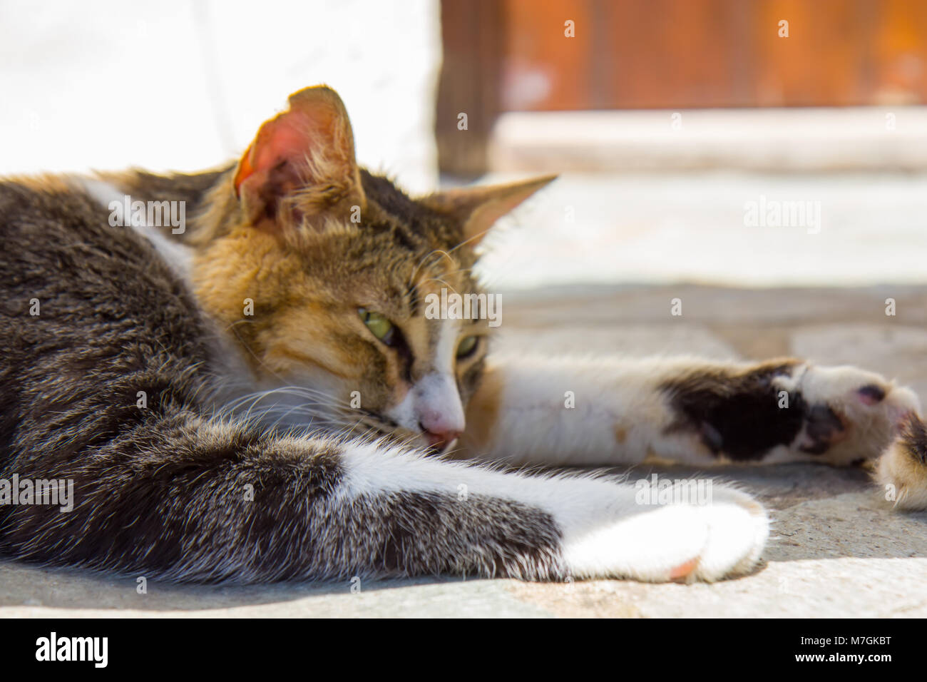 Lazy look of the cat that sleeps Stock Photo - Alamy