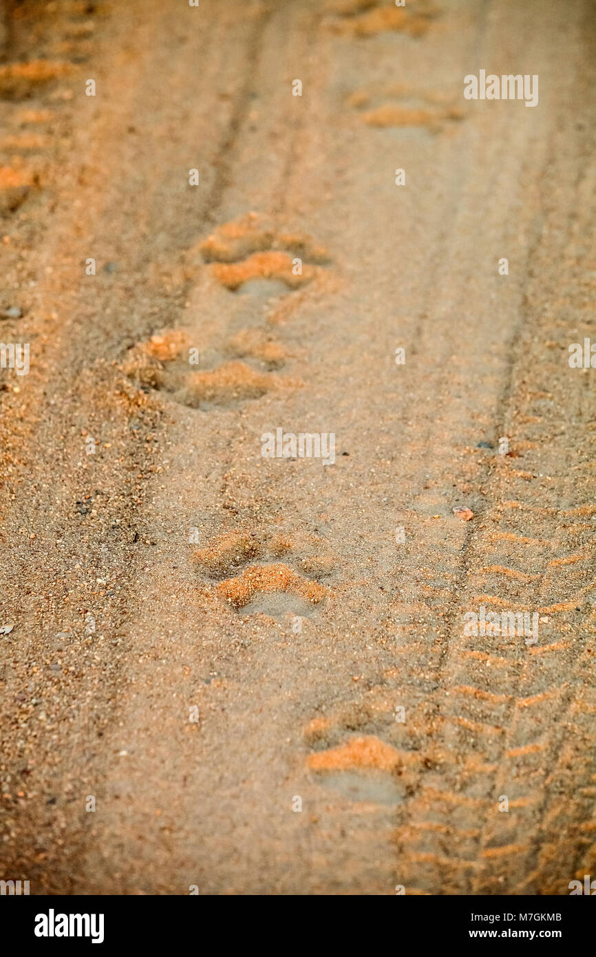 African Lion footprints on a dirt road on safari in a South African ...