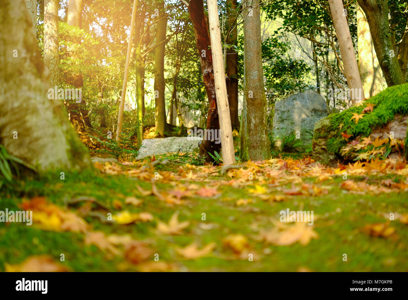 Sunlight shining through the trees in autumn. Maple leaves falling down ...