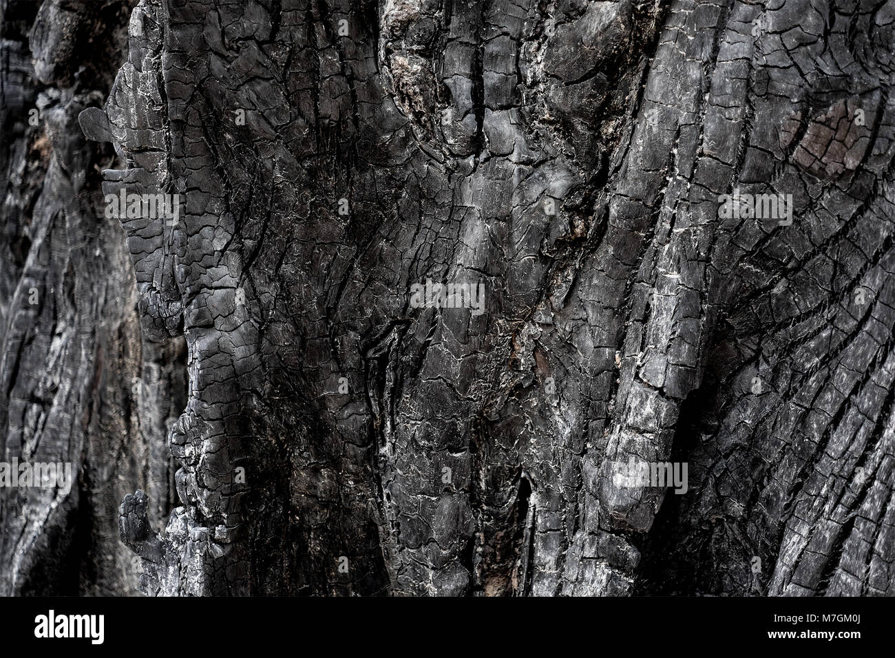 Burnt wood texture from wildfire. Nature destruction from fire. Forrest ...