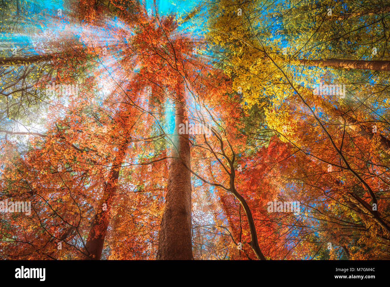 multi color trees in the autunm forest Stock Photo - Alamy