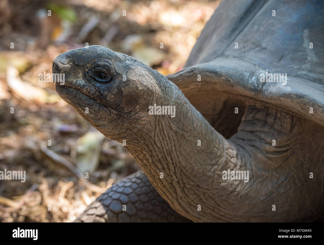 Seychelles giant tortoise Stock Photo - Alamy