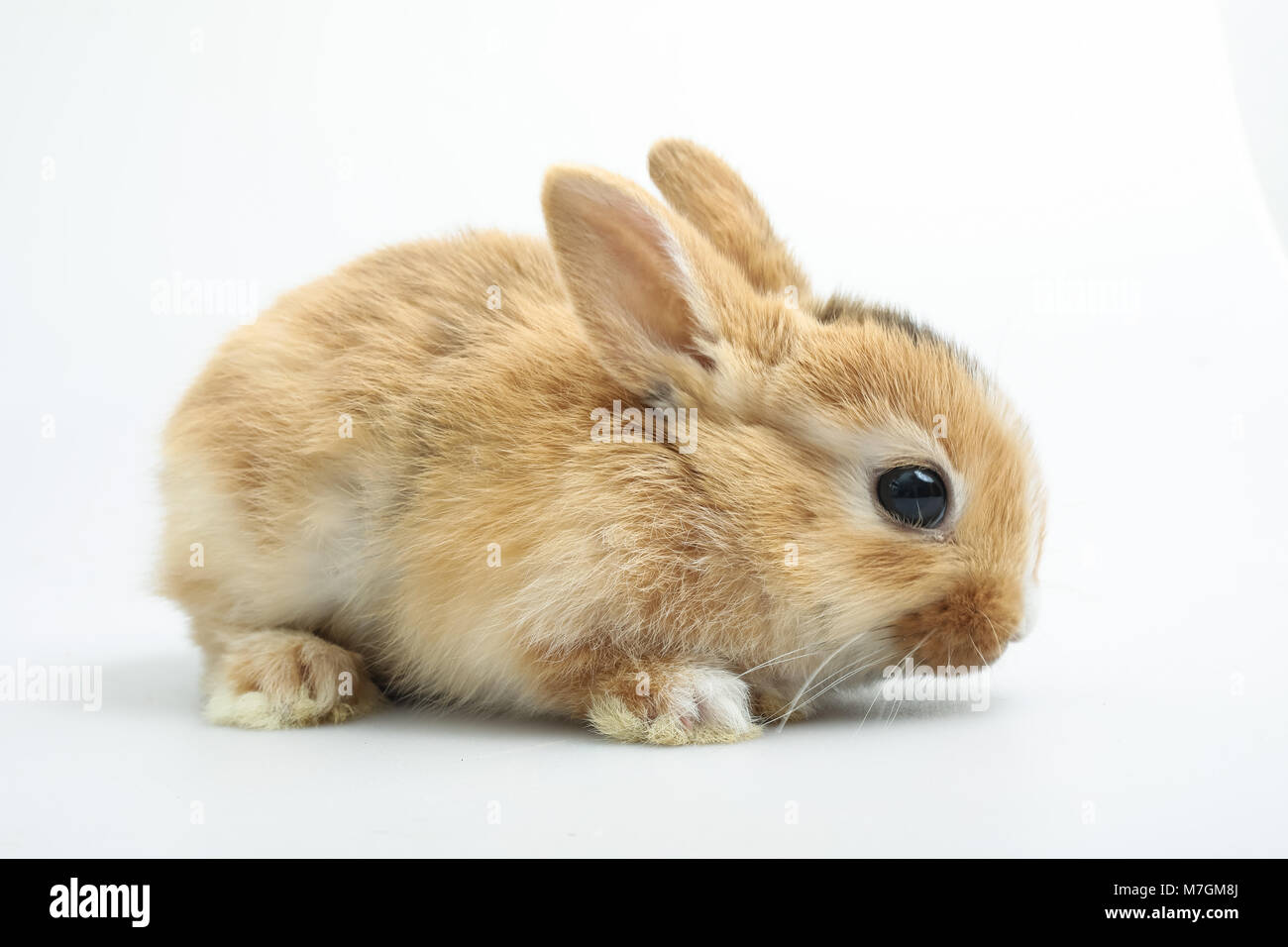 Baby of orange rabbit on white background Stock Photo - Alamy