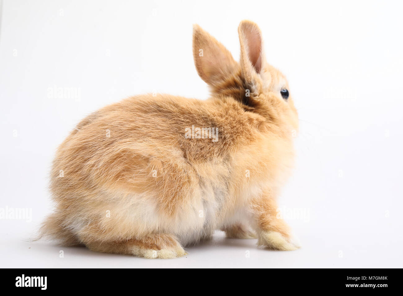 Baby of orange rabbit on white background Stock Photo - Alamy