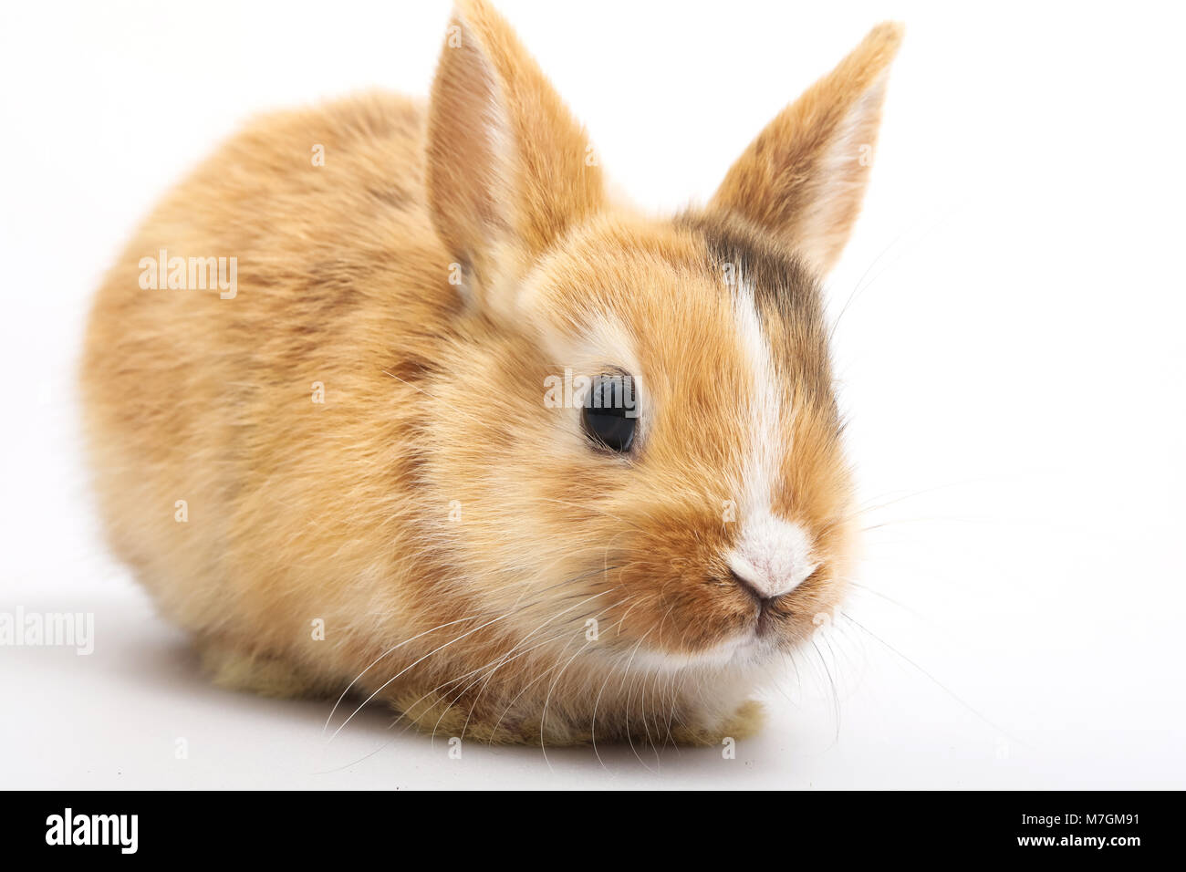 Baby of orange rabbit on white background Stock Photo - Alamy