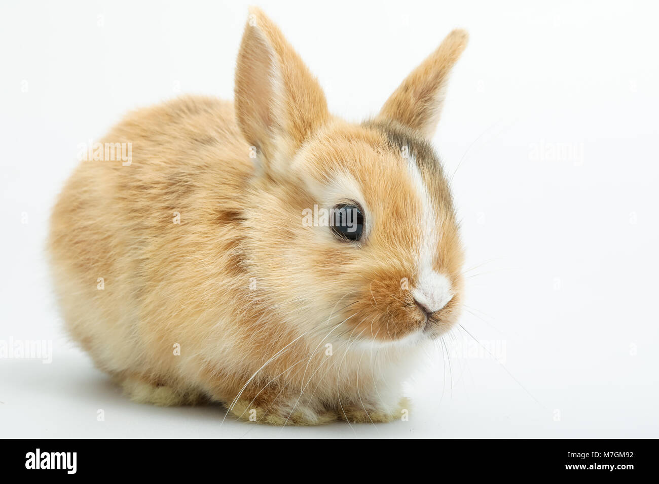 Baby of orange rabbit on white background Stock Photo - Alamy