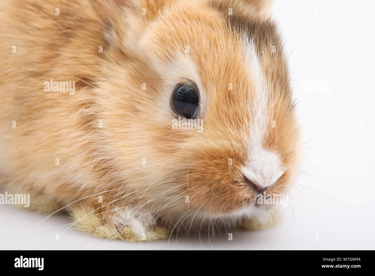 Baby of orange rabbit on white background Stock Photo - Alamy