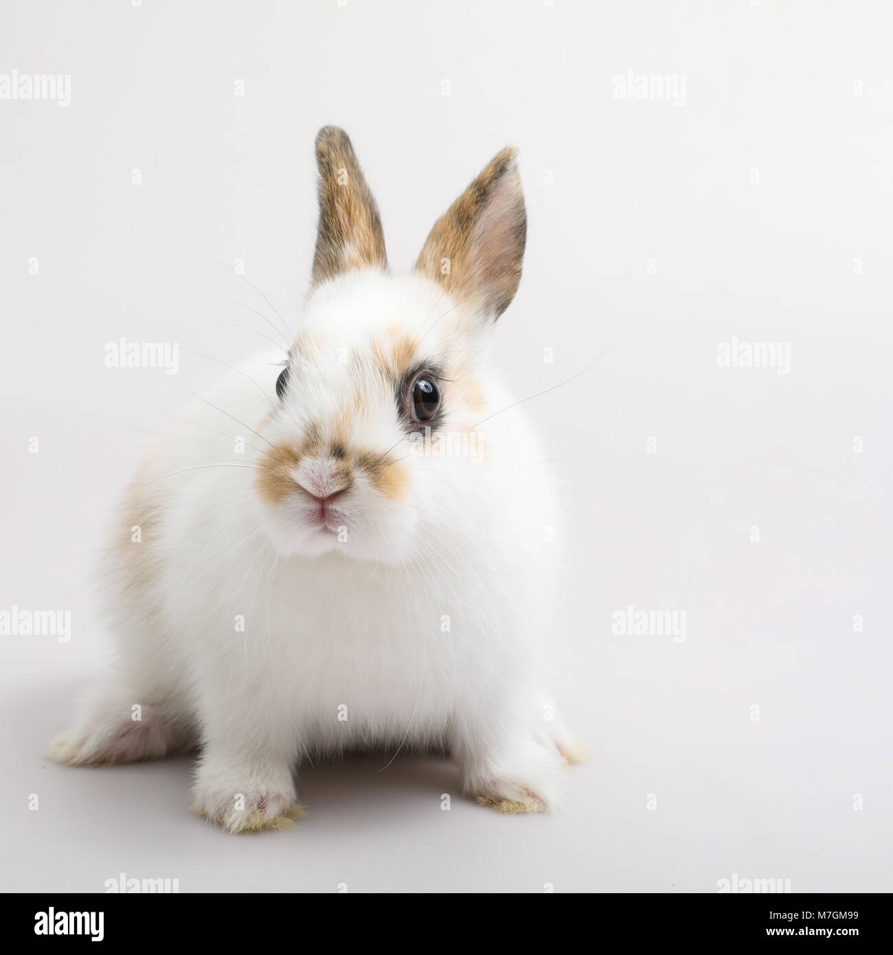 Baby of orange rabbit on white background Stock Photo - Alamy