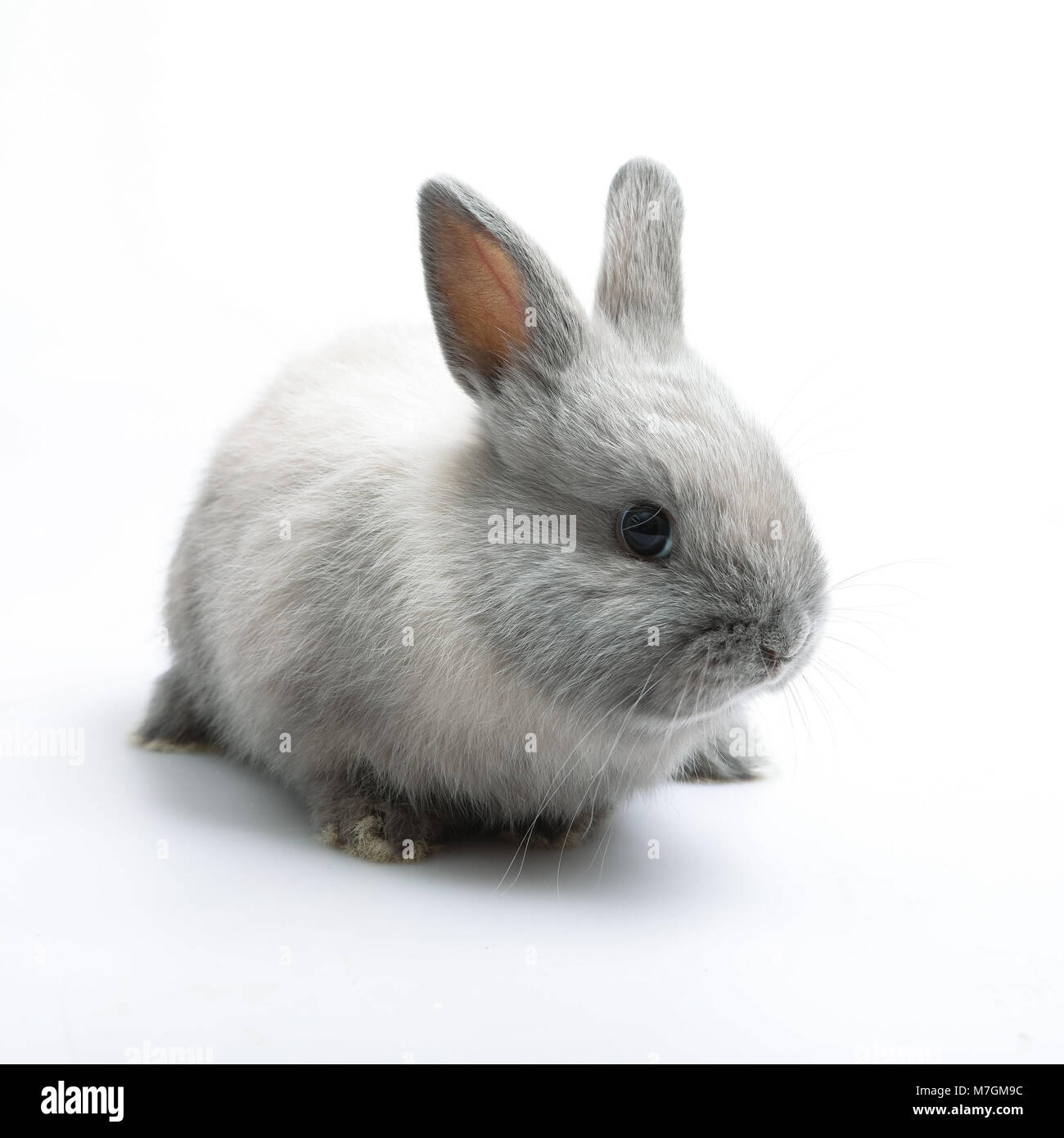 Baby of orange rabbit on white background Stock Photo - Alamy