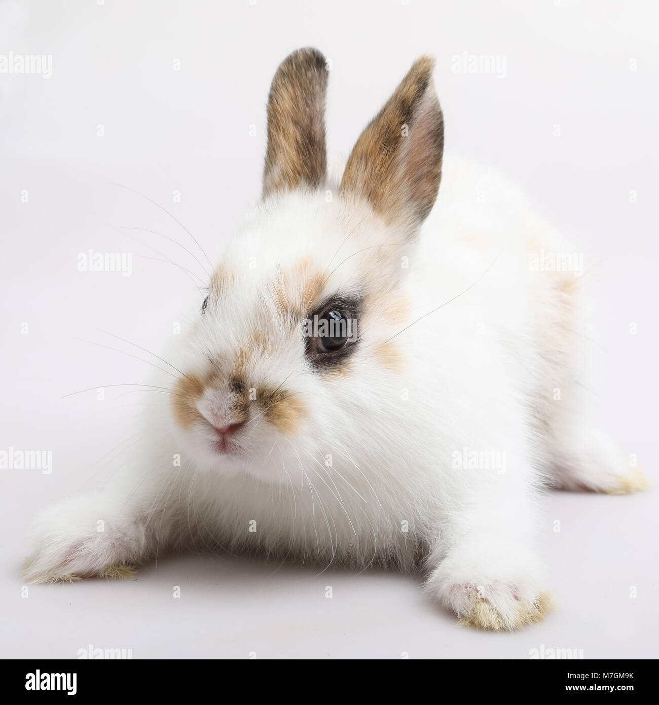 Baby of orange rabbit on white background Stock Photo - Alamy
