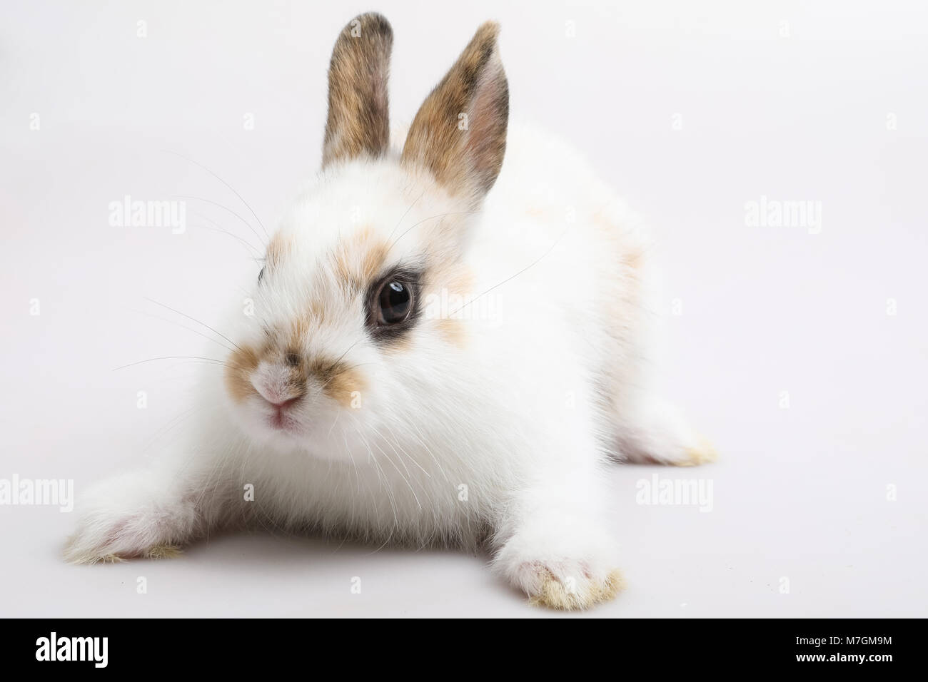 Baby of orange rabbit on white background Stock Photo - Alamy