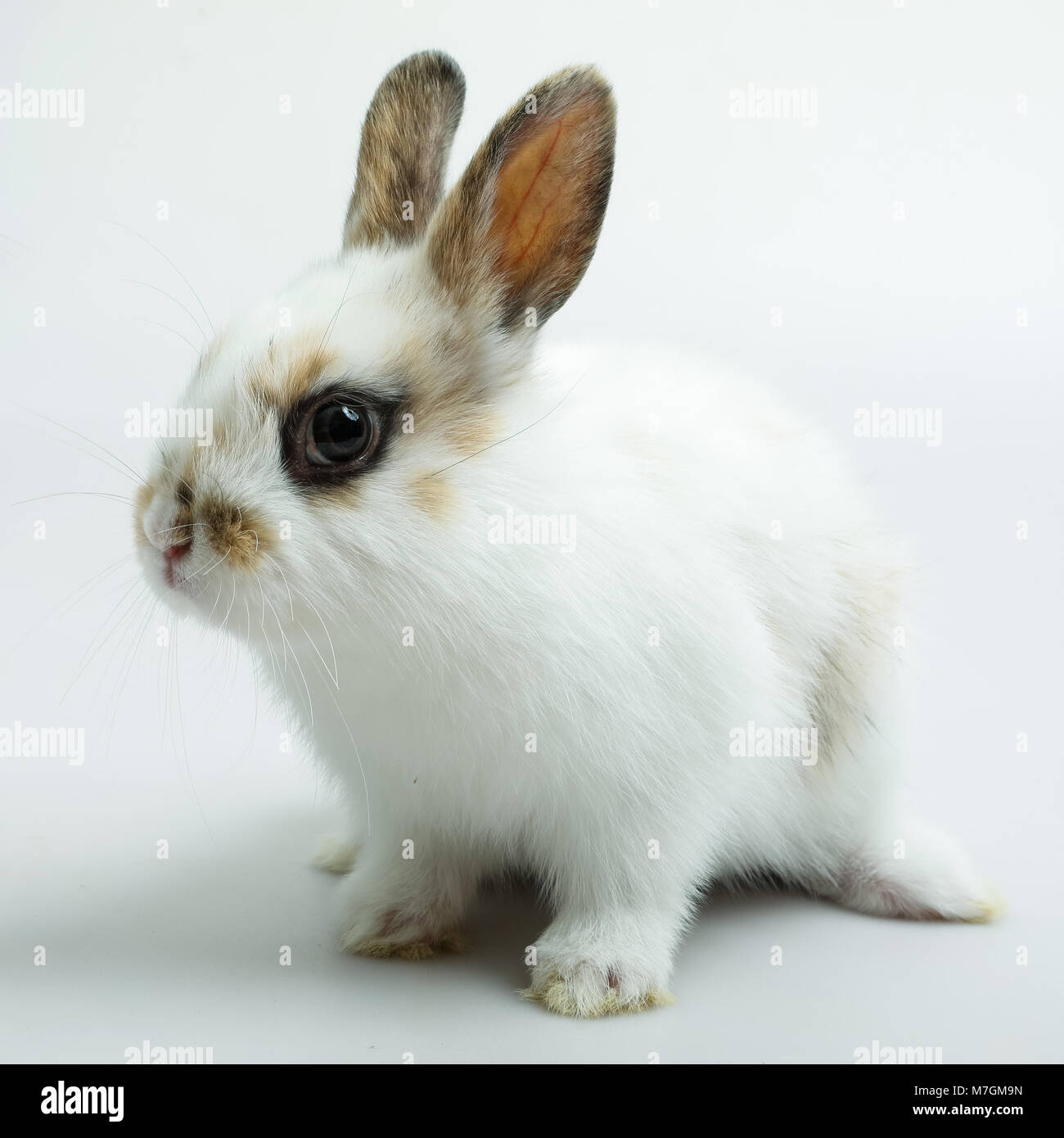 Baby of orange rabbit on white background Stock Photo - Alamy