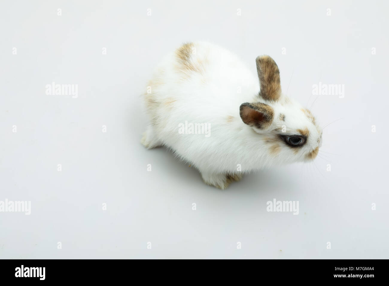 Baby of orange rabbit on white background Stock Photo - Alamy