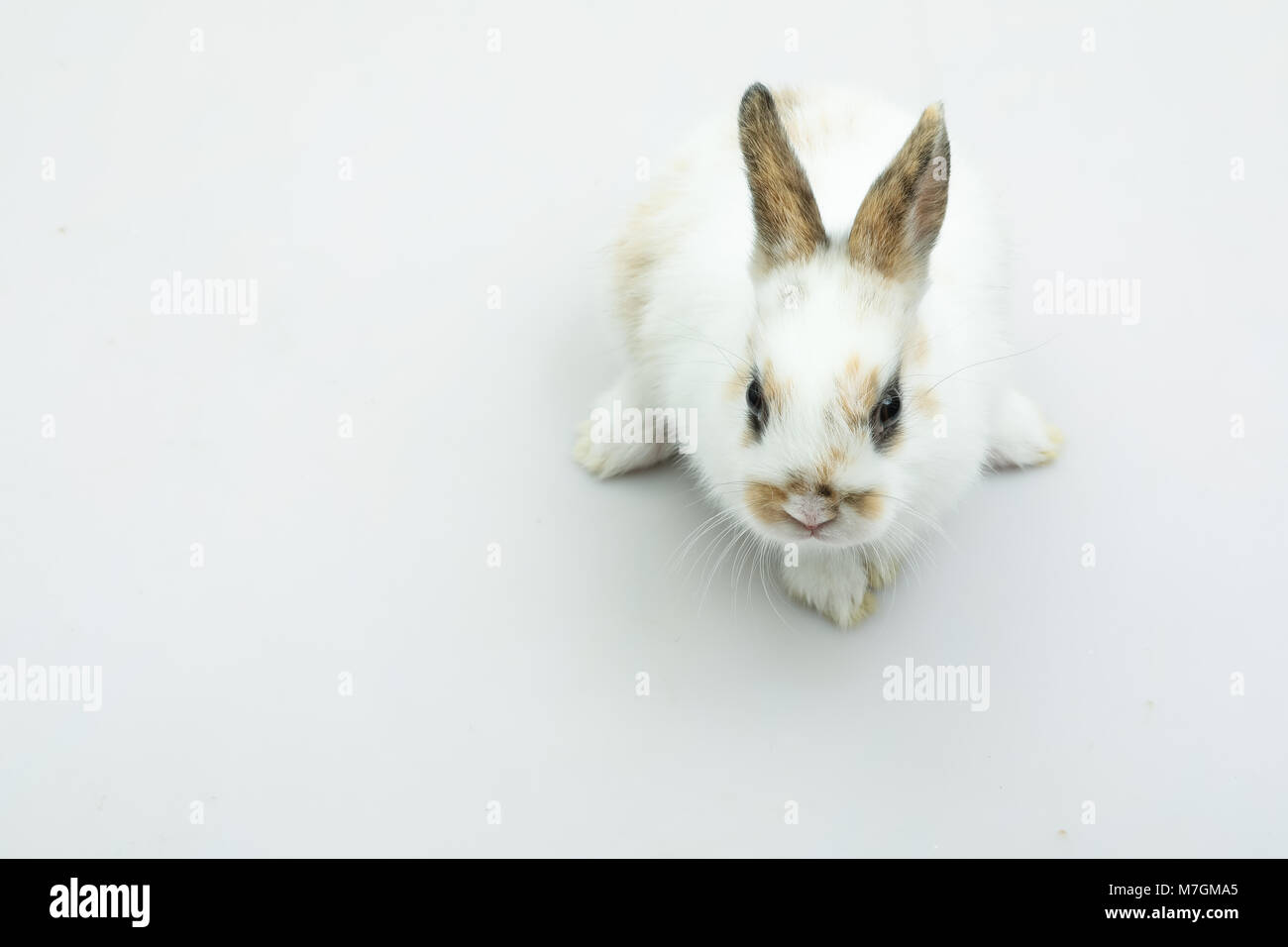 Baby of orange rabbit on white background Stock Photo - Alamy
