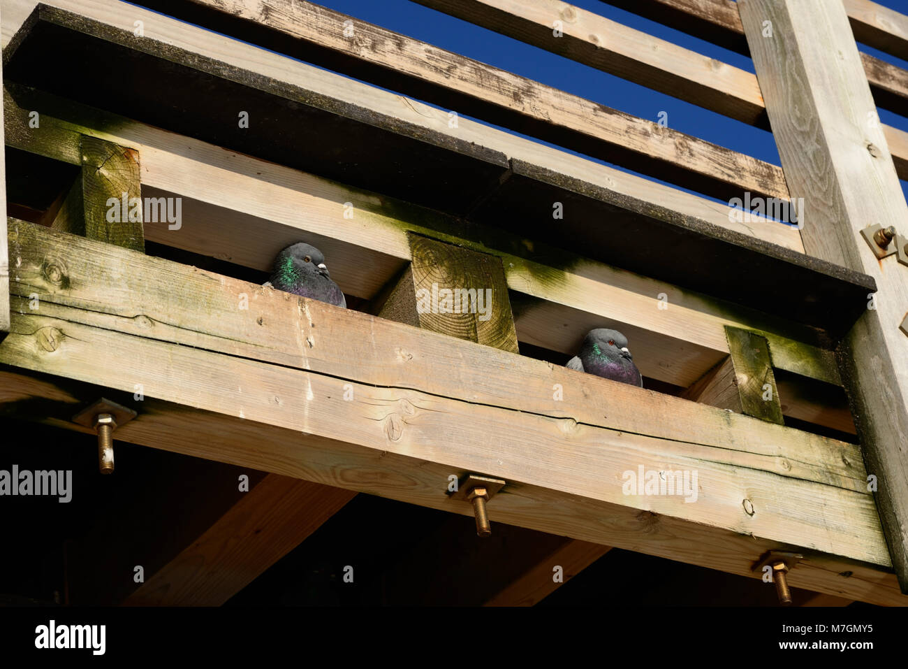 Pigeon roost station hi-res stock photography and images - Alamy