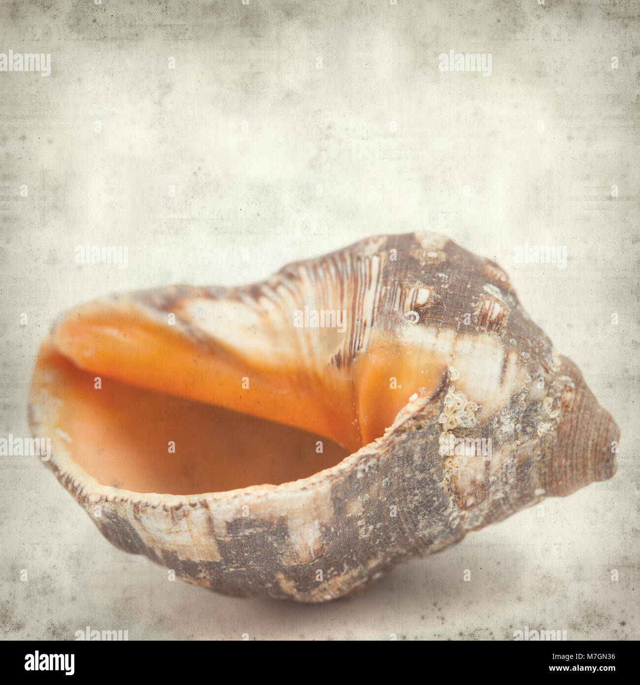 textured old paper background with sea snail shell Stock Photo - Alamy
