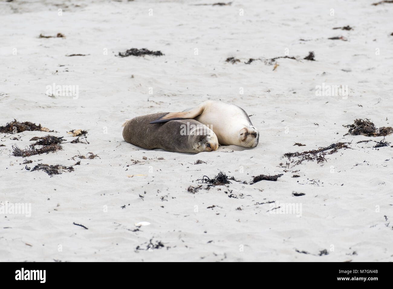 Two seals hugs each other Stock Photo - Alamy