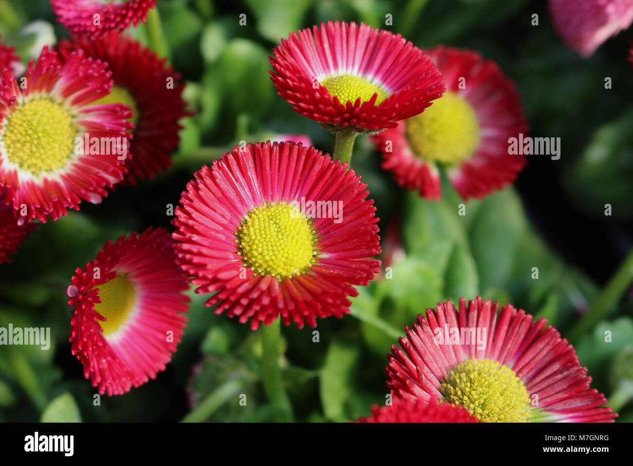 Daisy - Bellis perennis in blossom - favourite ornamental plant Stock ...