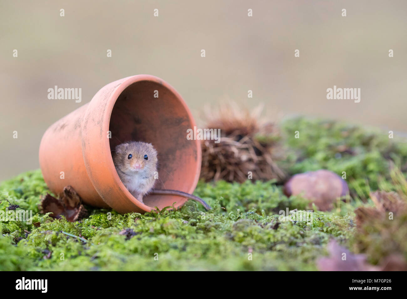 Autumn mouse hi-res stock photography and images - Alamy