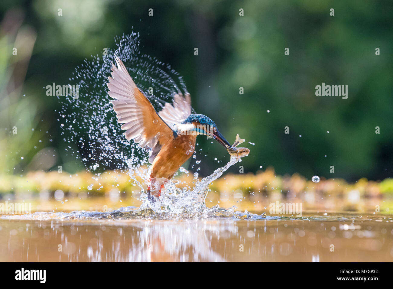Male Kingfisher emerging from the water with a fish Stock Photo - Alamy