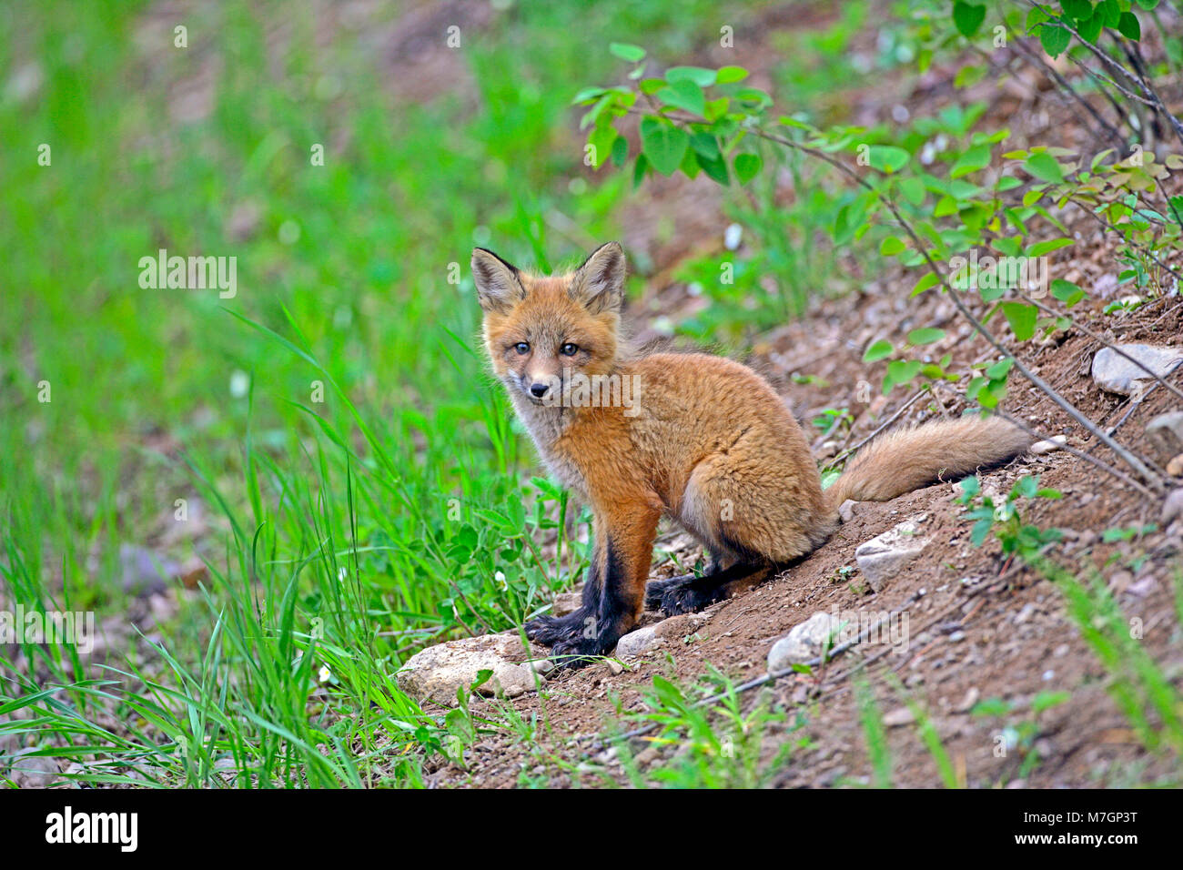 Fox fur old hi-res stock photography and images - Alamy