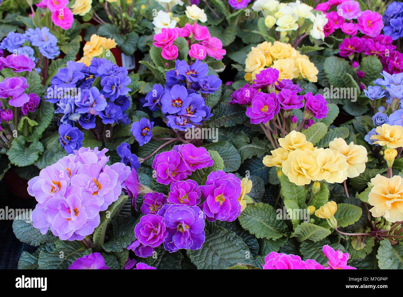 Mix of Primula sp. in blossom, favourite spring flowers used for flower ...
