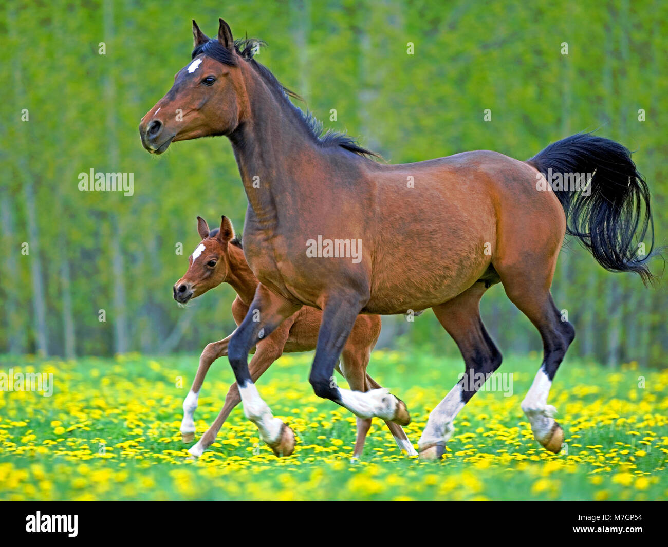Bay arab mare in flowers hi-res stock photography and images - Alamy