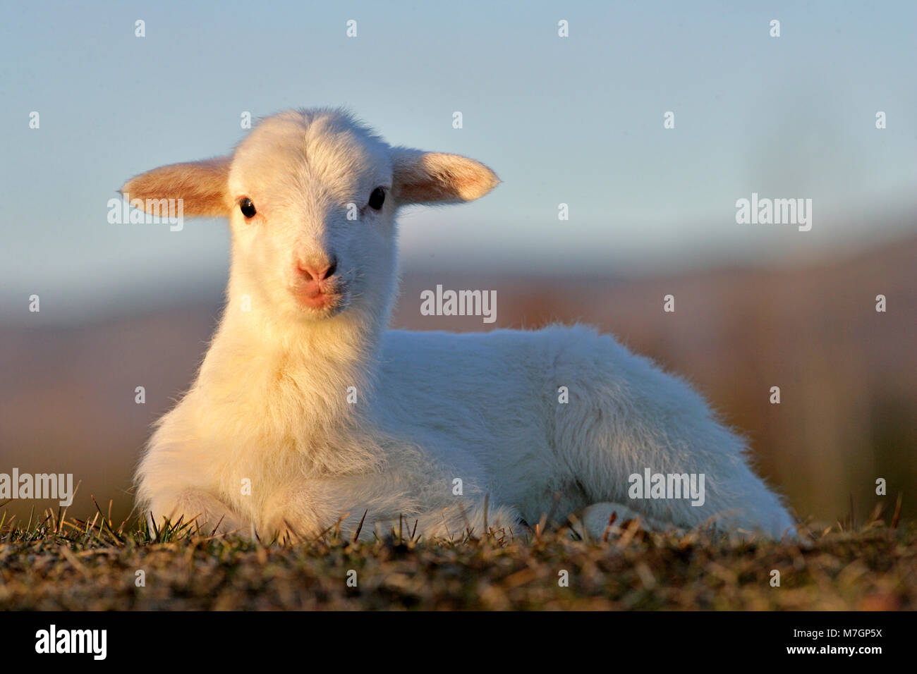 Cute Sheep Lamb St. Croix breed, few weeks old laying on grass ...
