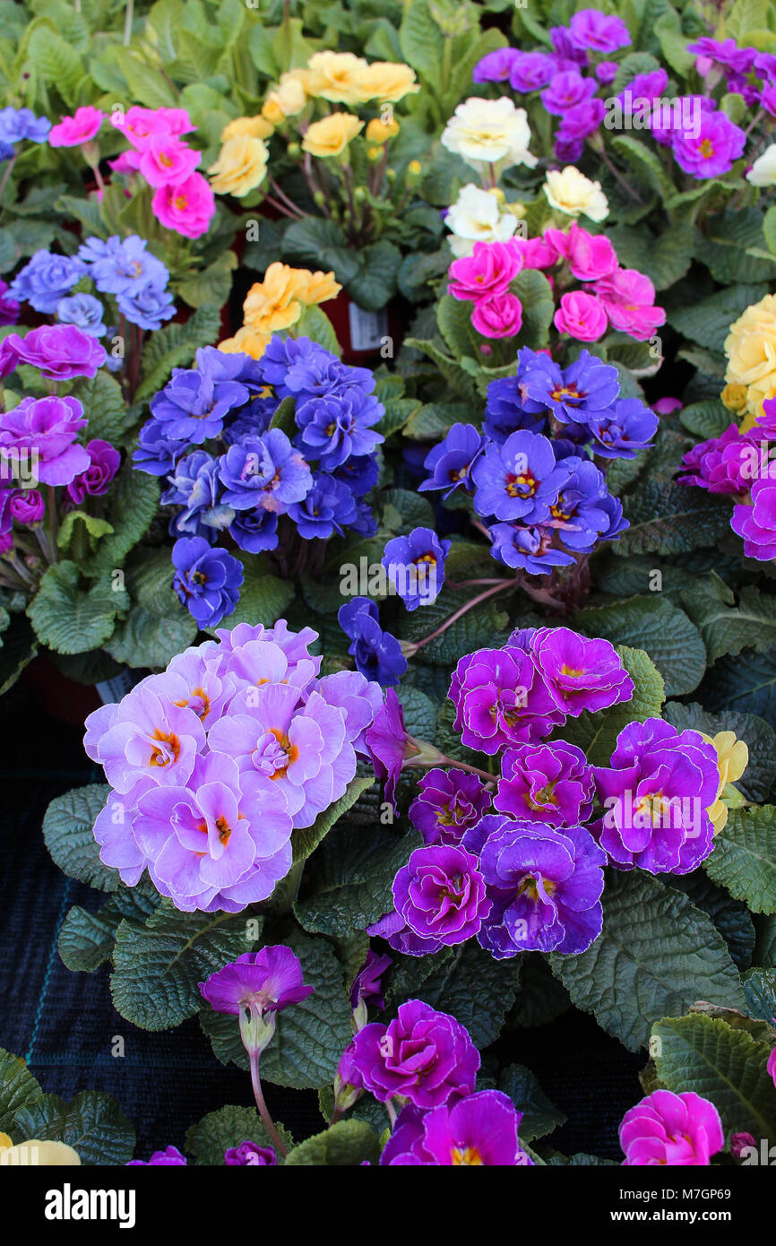 Primula sp. - colourful flowers - favourite spring ornamental plants ...