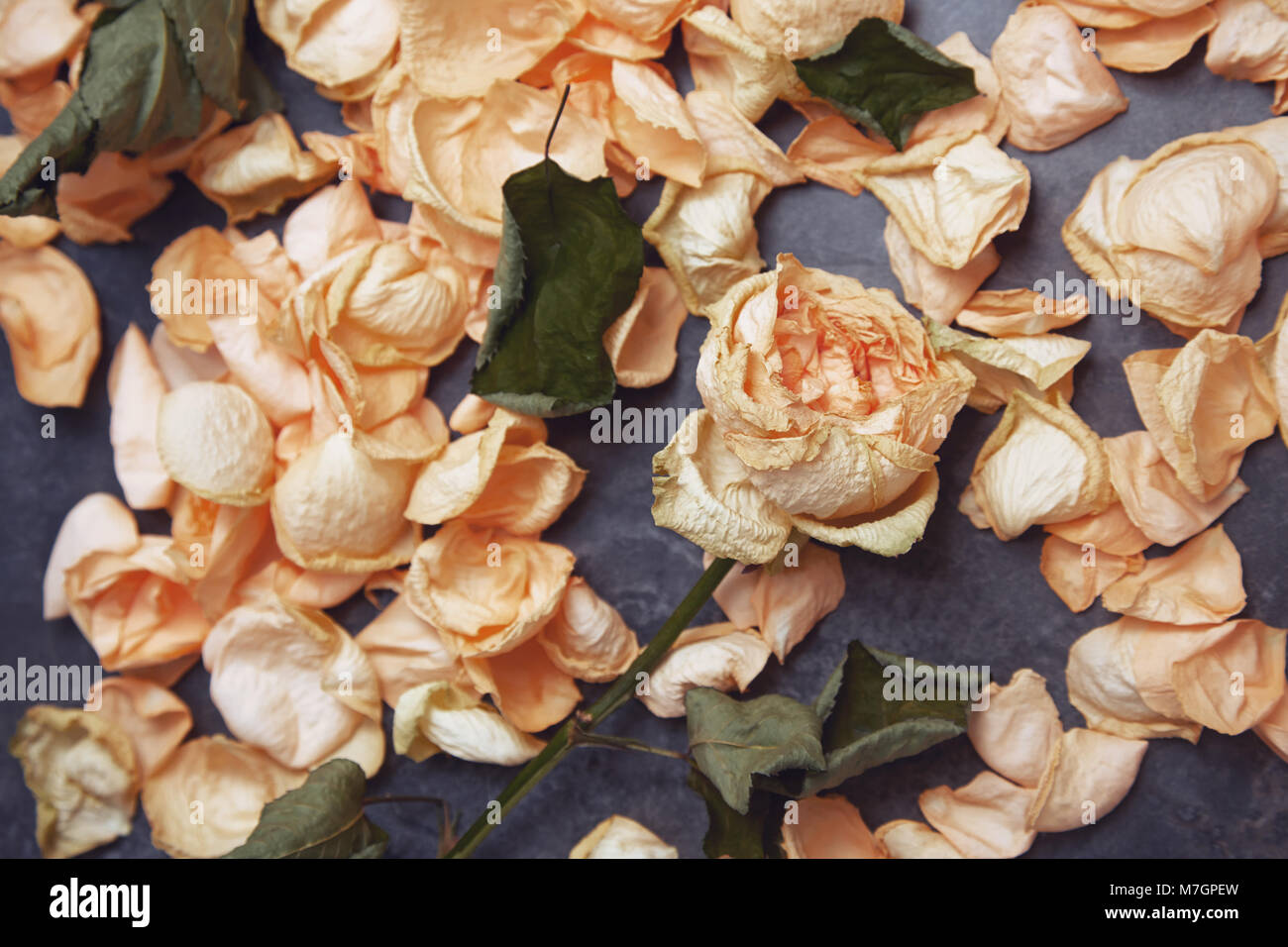 Rose flower and fallen petals Stock Photo - Alamy